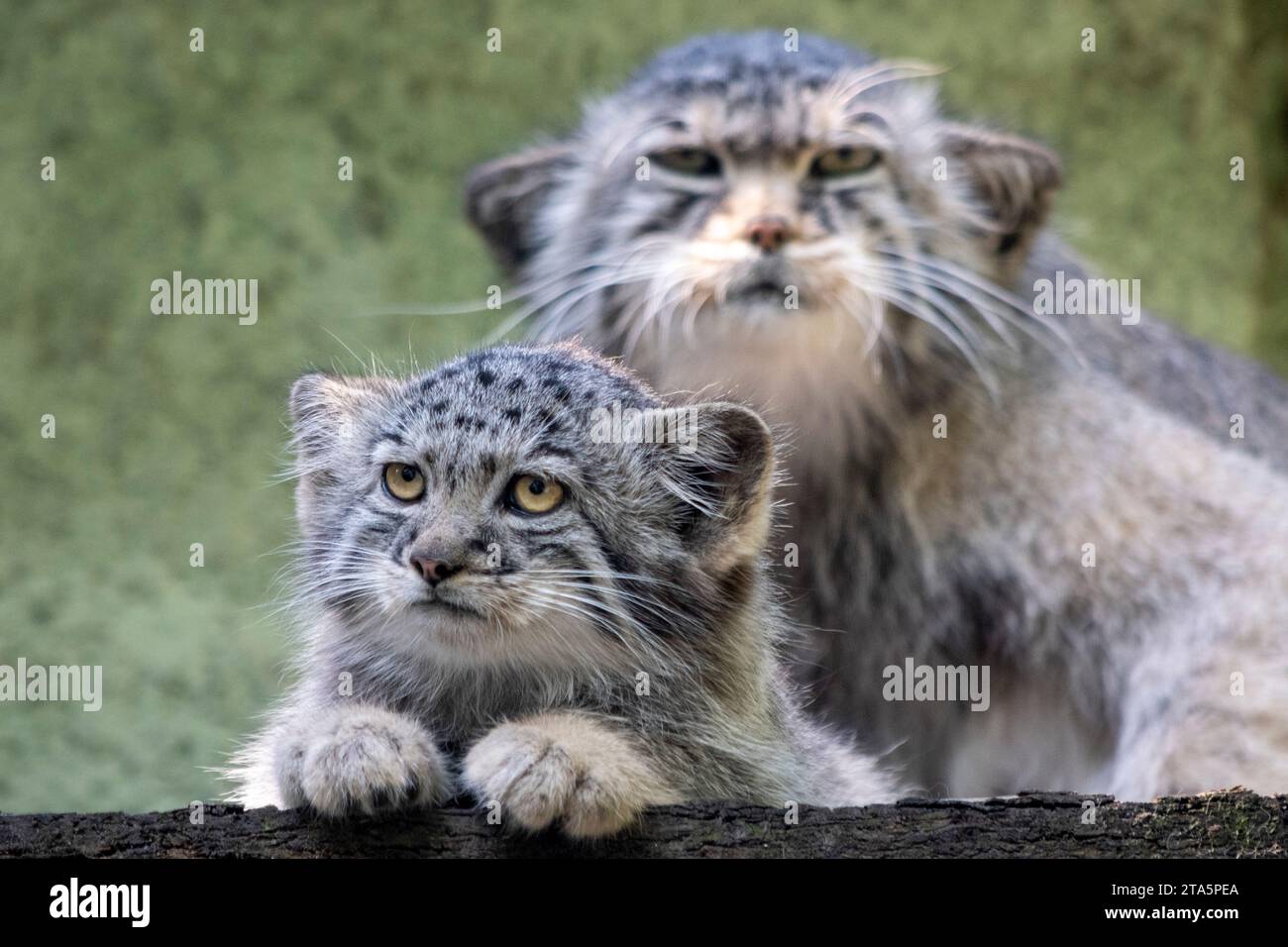 Pallas cats Banque de photographies et d’images à haute résolution - Alamy