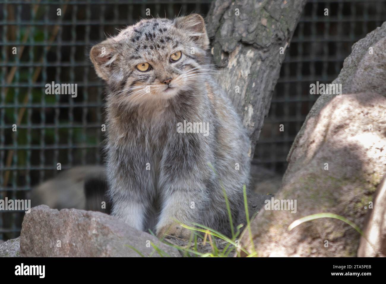 Chats pallass Banque de photographies et d’images à haute résolution ...