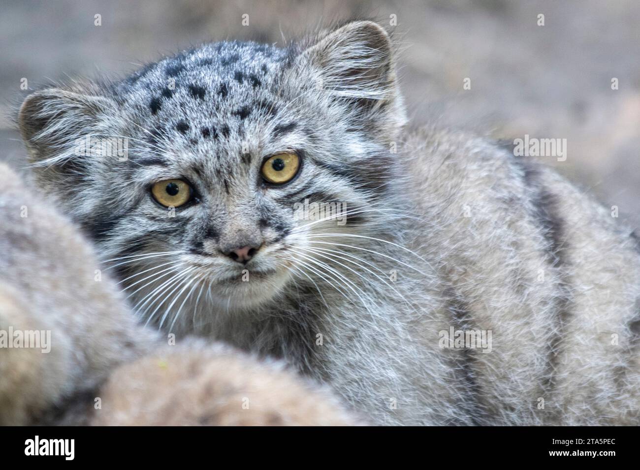 Chats pallass Banque de photographies et d’images à haute résolution ...