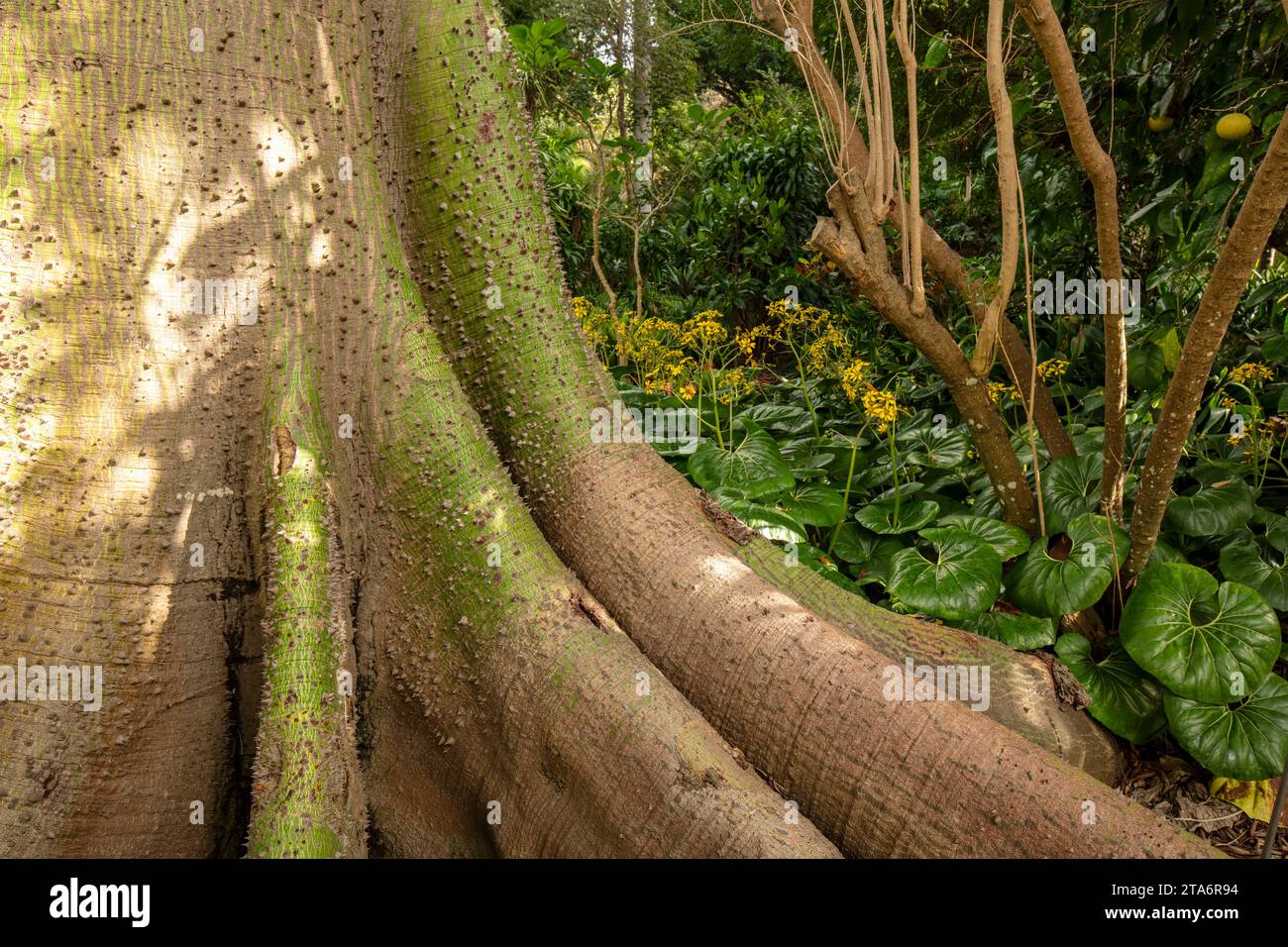 Très texturé, épineux, tronc de Kapok Tree, Ceiba Pentandra, avec ...