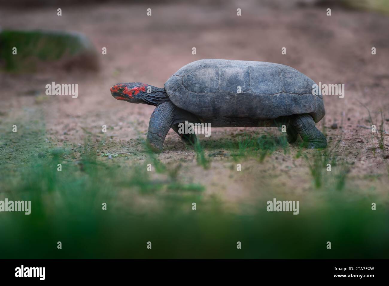 Tortue au pied rouge Banque de photographies et d’images à haute ...