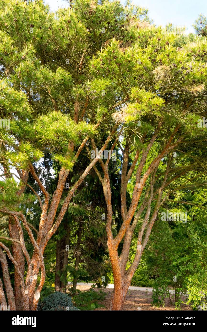 Pinus densiflora umbraculifera Banque de photographies et d’images à ...