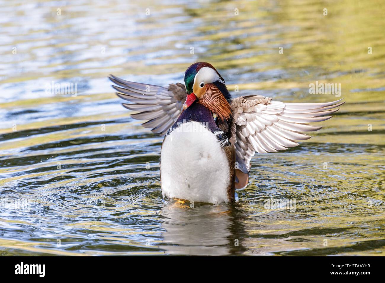 Oiseau de canard Banque de photographies et d’images à haute résolution ...