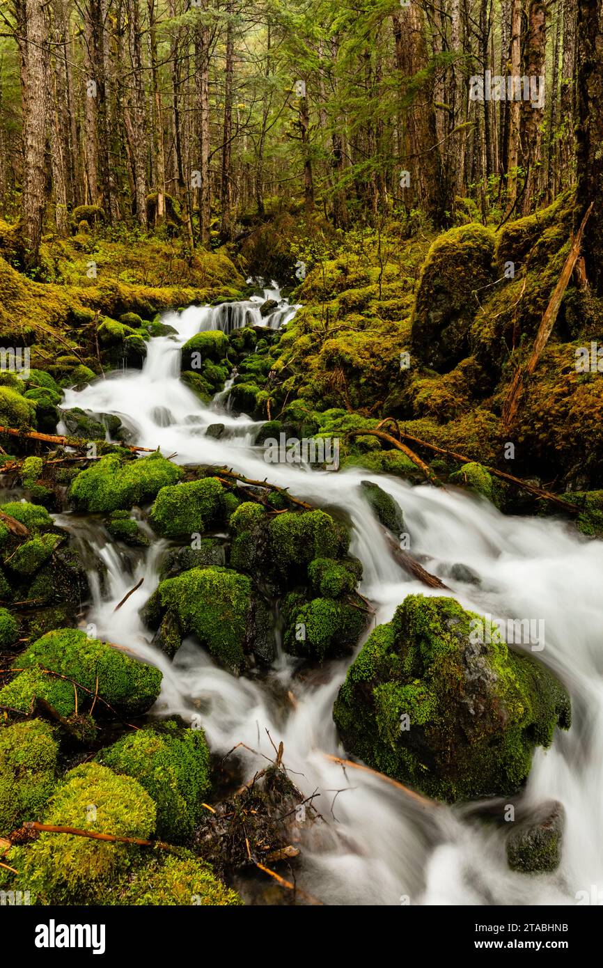 Forêt d'eau Banque de photographies et d’images à haute résolution - Alamy