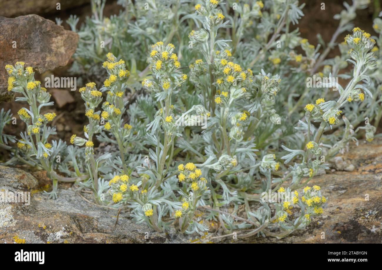 Genepi blanco Banque de photographies et d’images à haute résolution ...