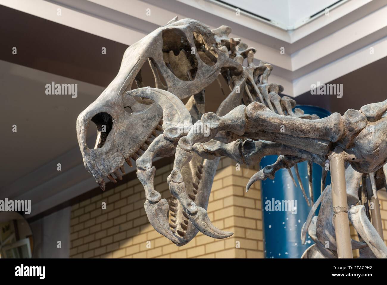 Crâne herbivore et carnivore Banque de photographies et d’images à ...
