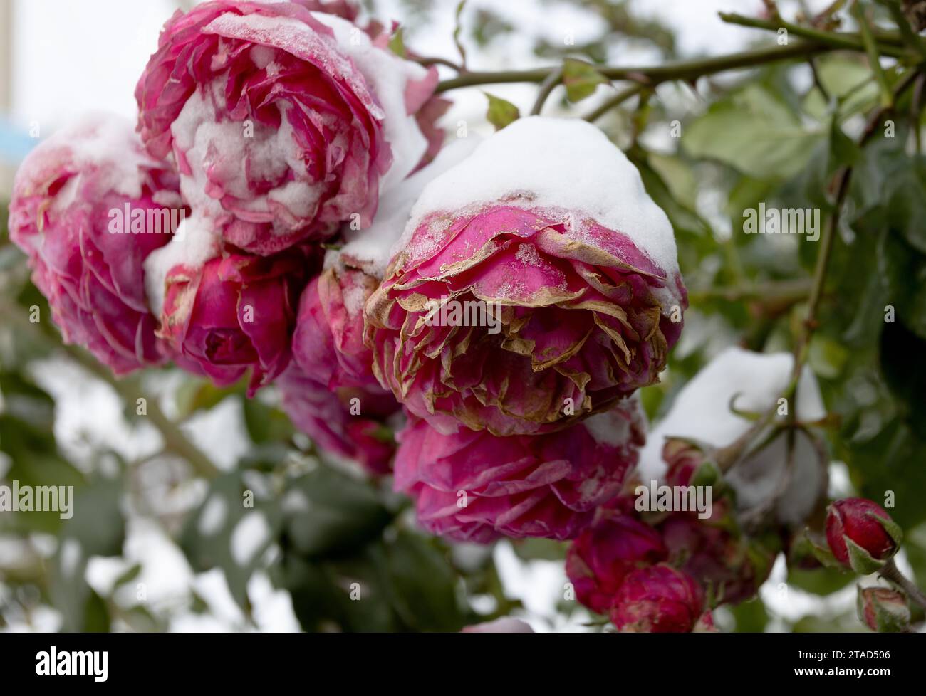 Blanche neige et rose rouge Banque de photographies et d’images à haute ...