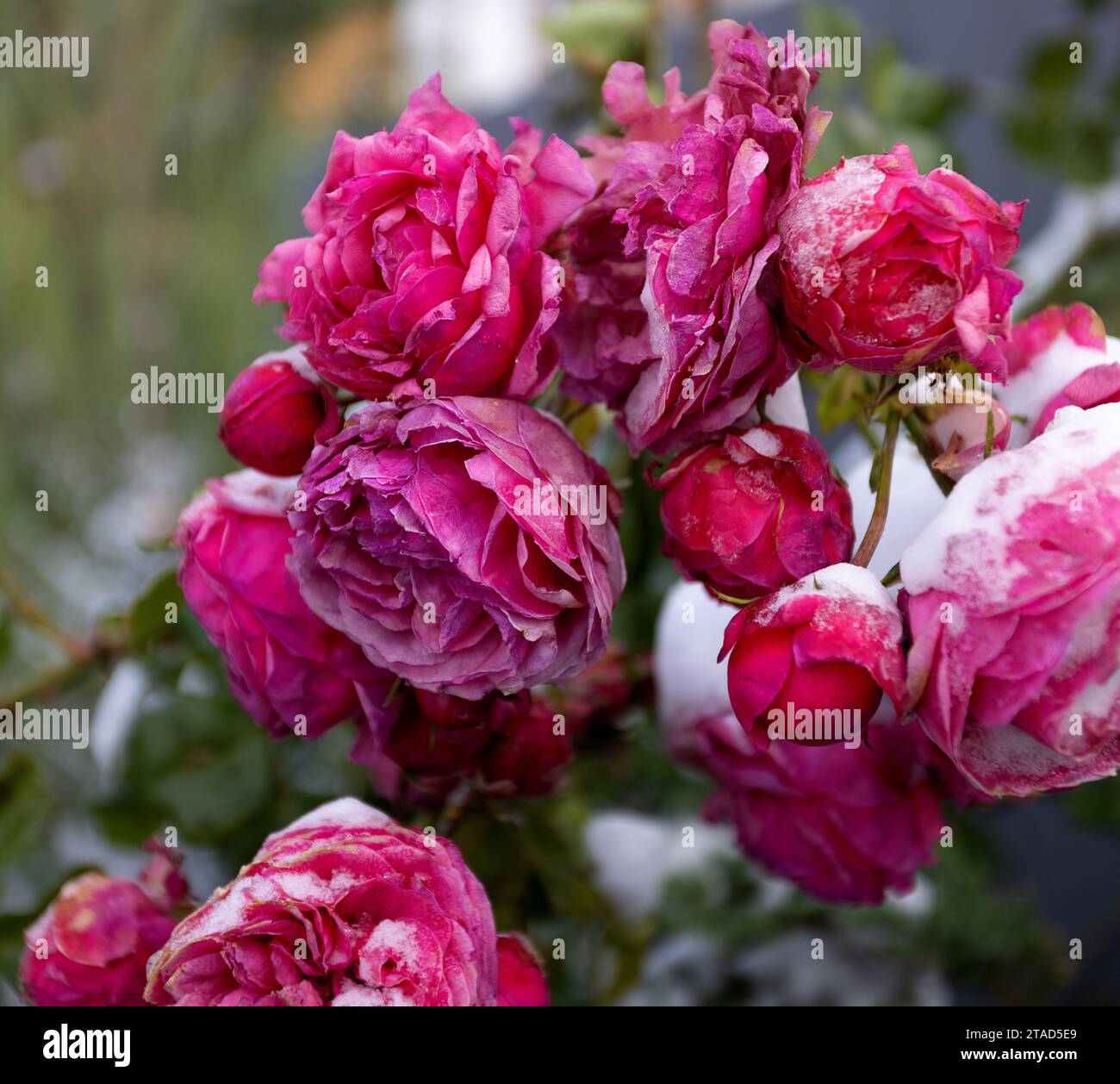 Fleurs congelées. Rosiers dans la neige. Fleurs rouges et neige blanche ...