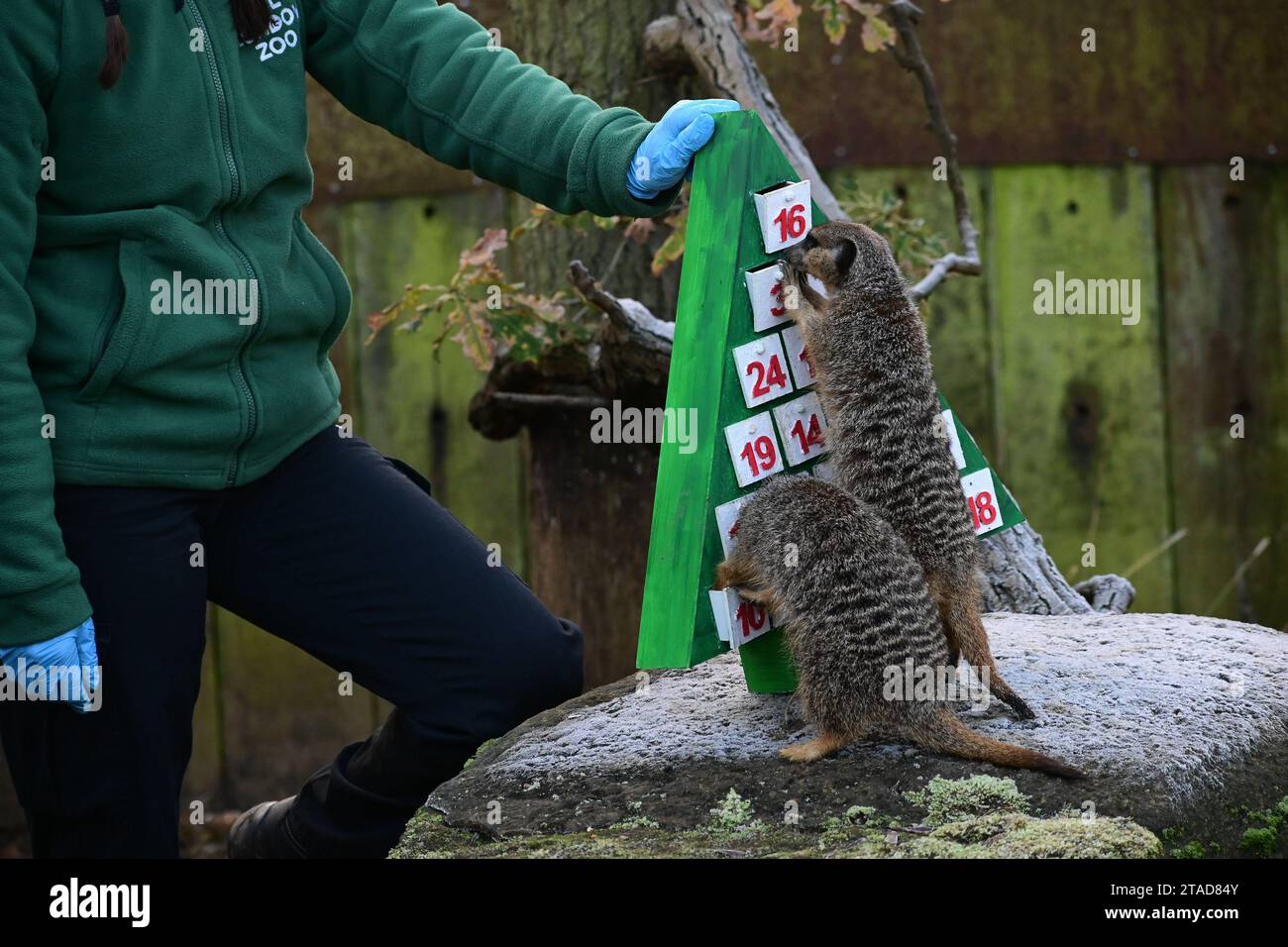 Tigres de sumatra en voie de disparition zac Banque de photographies et ...