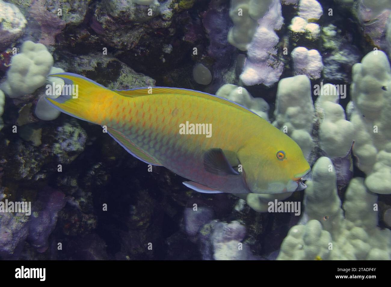 Red sea steephead parrotfish Banque de photographies et d’images à ...