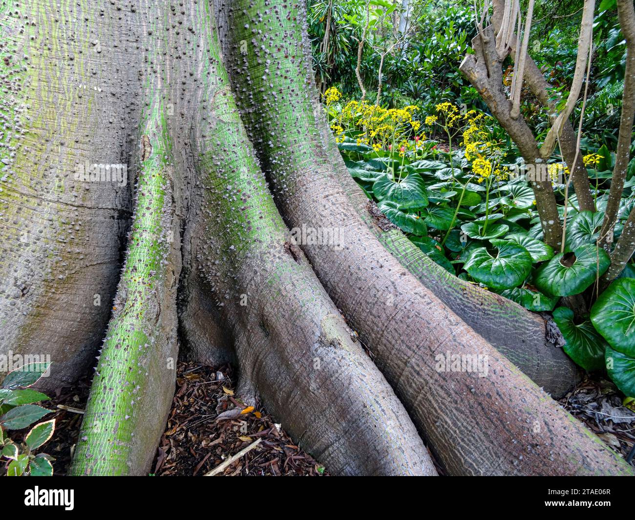 Très texturé, épineux, tronc de Kapok Tree, Ceiba Pentandra, avec ...