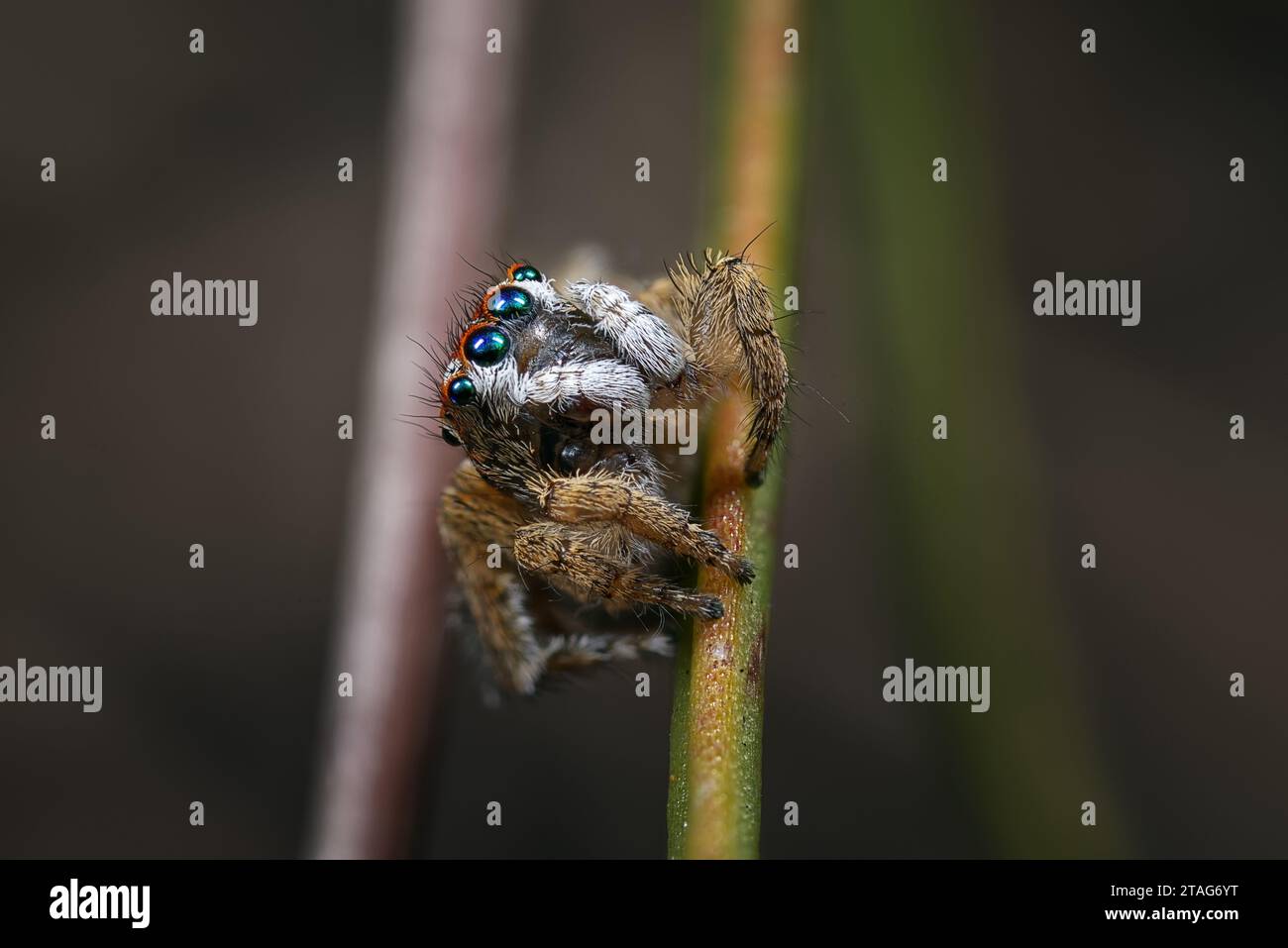 Maratus linnaei Banque de photographies et d’images à haute résolution ...