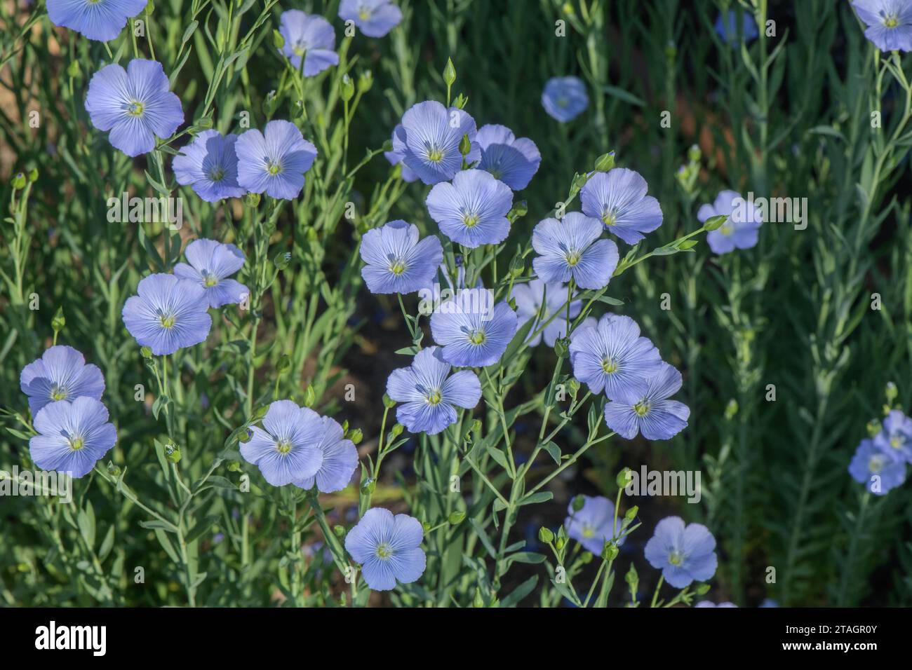 Culture de lin Banque de photographies et d’images à haute résolution ...