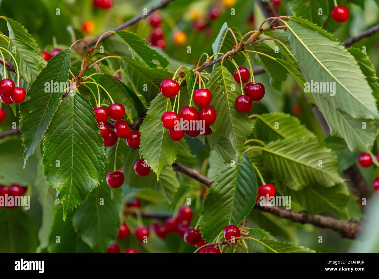 Grosse branche aux fruits rouges Banque de photographies et d’images à ...