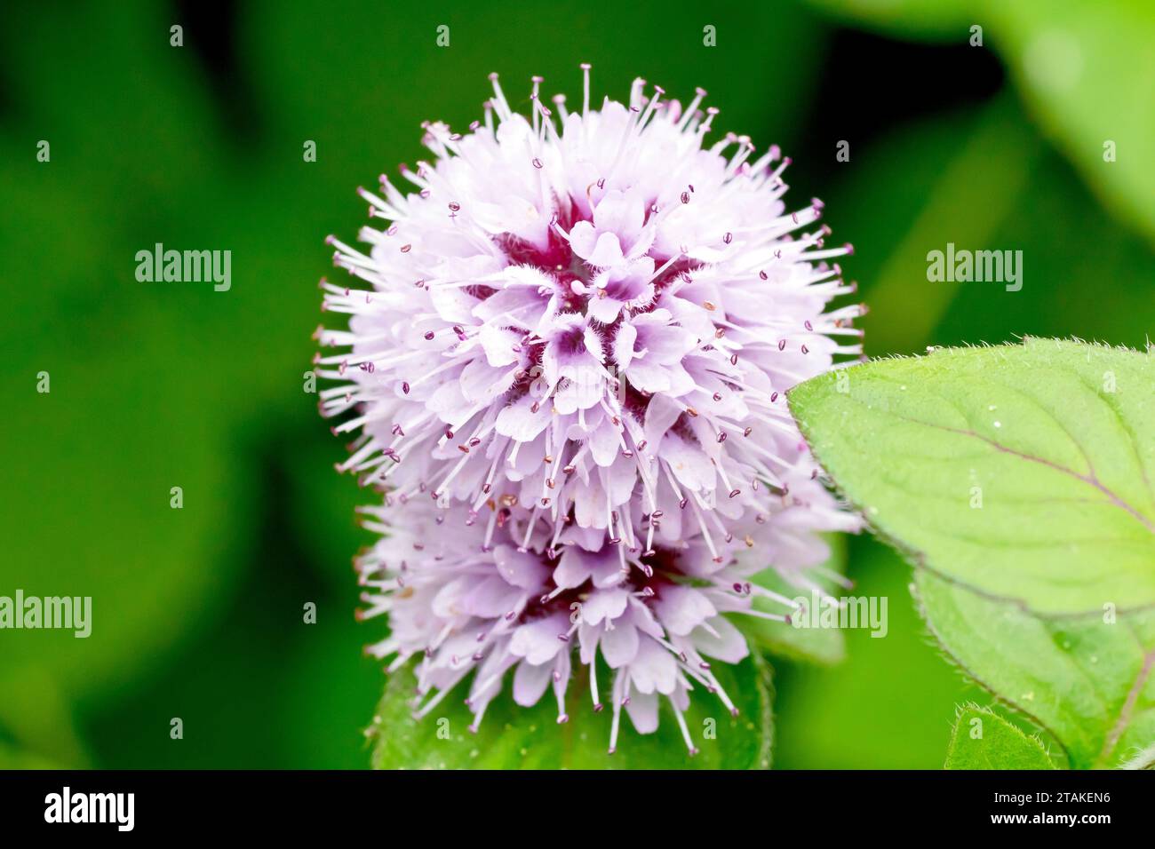Menthe d'eau (mentha aquatica), gros plan montrant les têtes de fleurs ...