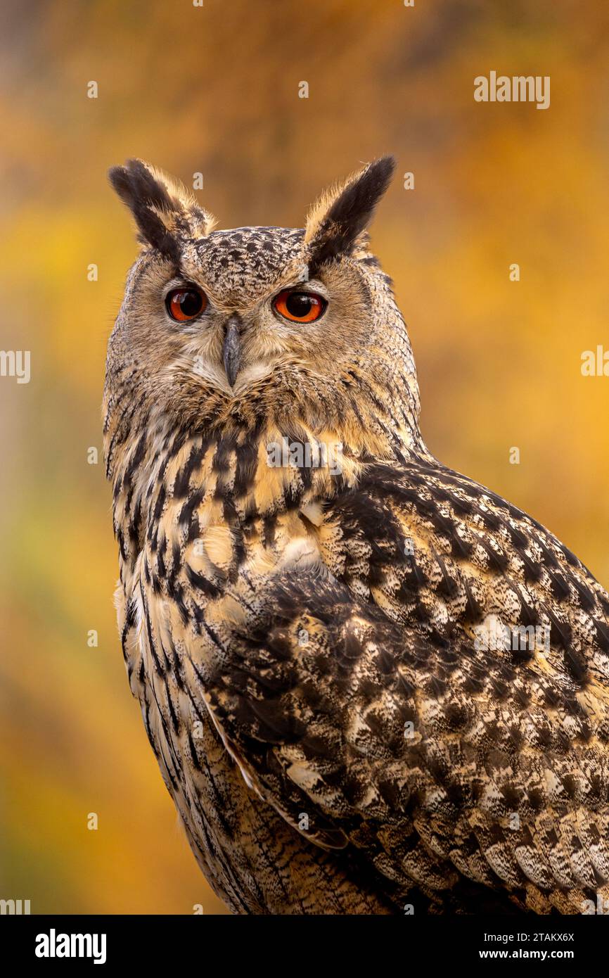 Le hibou aigle européen est l'un des plus grands hiboux. Voici un beau ...