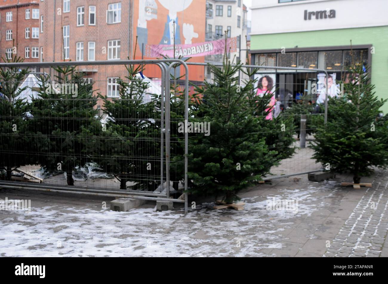 Copenhague, Danemark /02 décembre 2023/.Cendor de Noël vend des arbres de noël dans la capitale ...