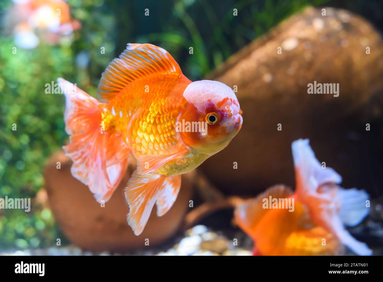 Poisson rouge en aquarium Banque de photographies et d’images à haute ...