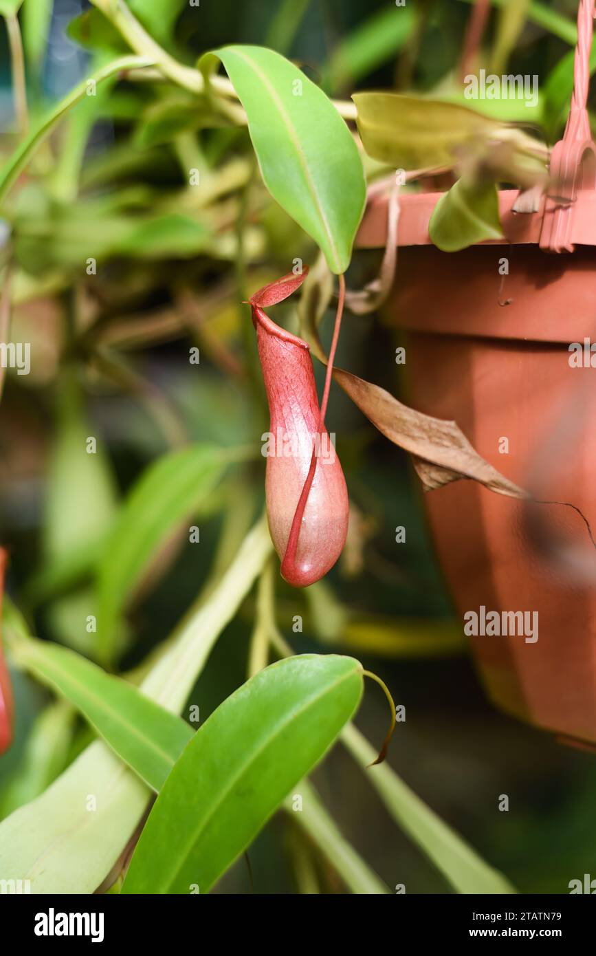 Nepenthes alata blanco Banque de photographies et d’images à haute ...