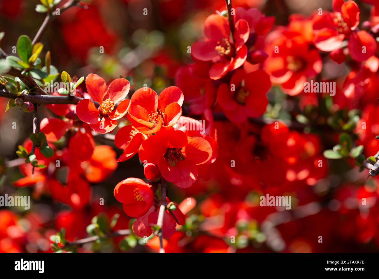 Chaenomeles japonica x chaenomeles speciosa Banque de photographies et ...