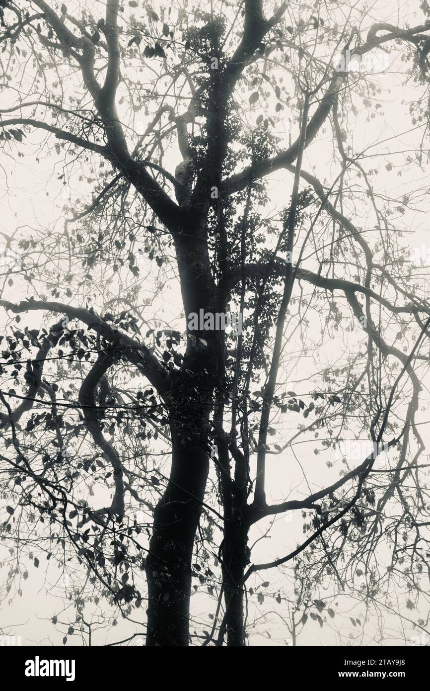 Tree profile Banque de photographies et d’images à haute résolution - Alamy