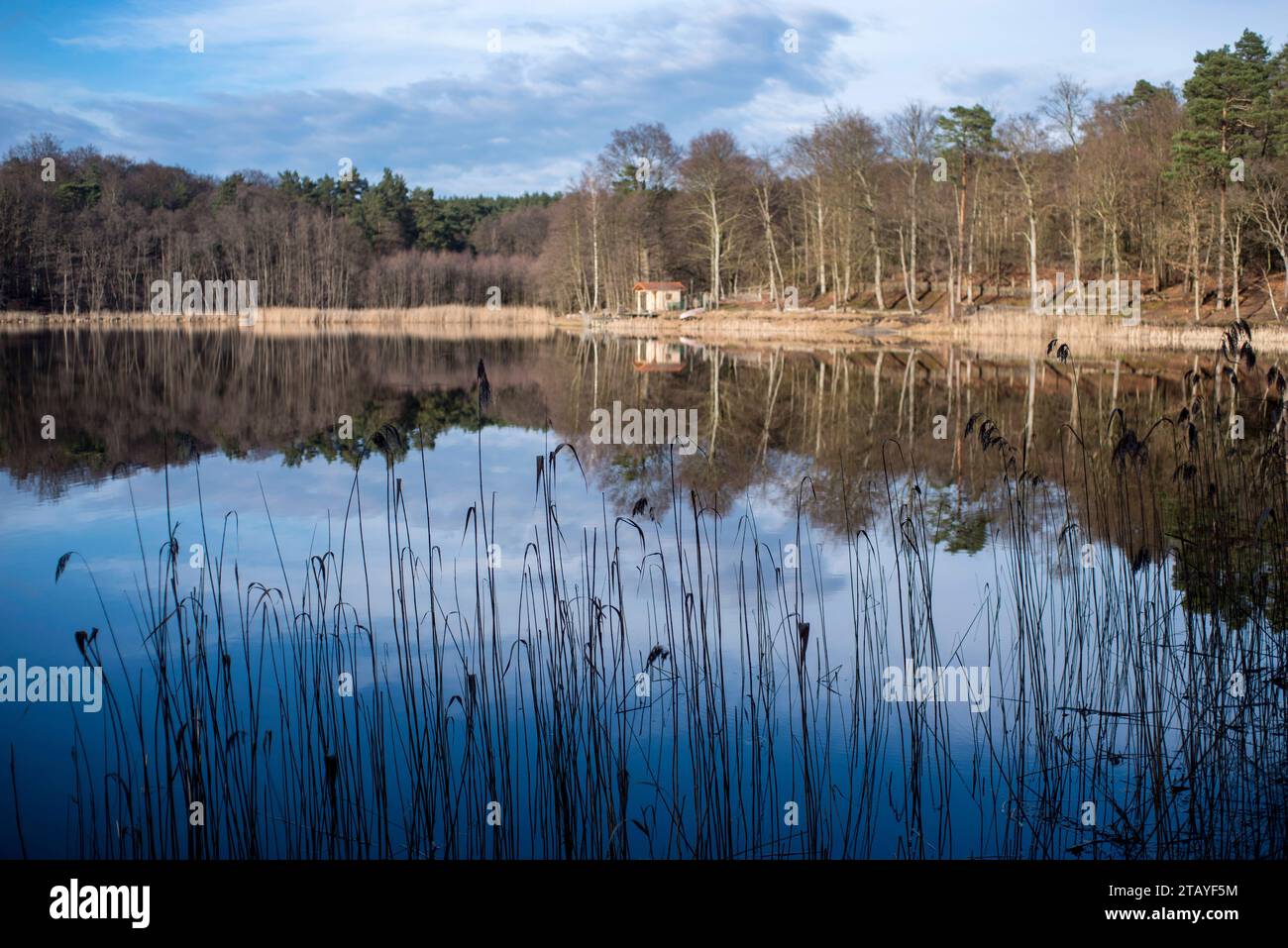 lac et forêt Bogensee, Allemagne BRD, Brandebourg - Bogensee BEI ...
