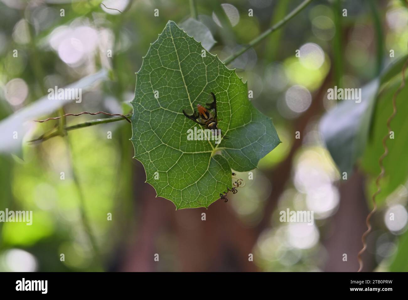 Vue rapprochée d'un insecte volant ayant une apparence similaire à une ...