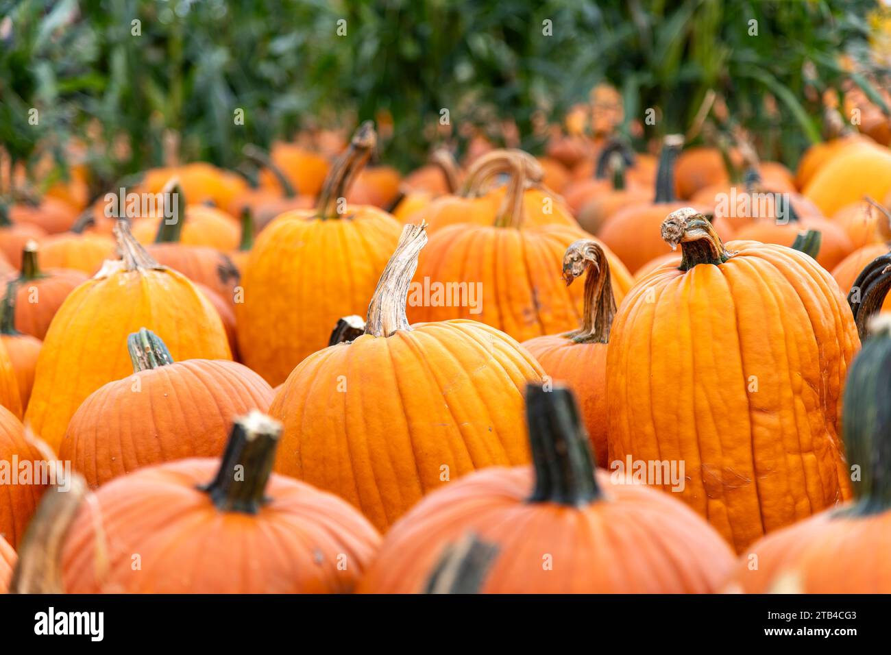 Gros plan d'une variété de citrouilles debout dans une parcelle de ...