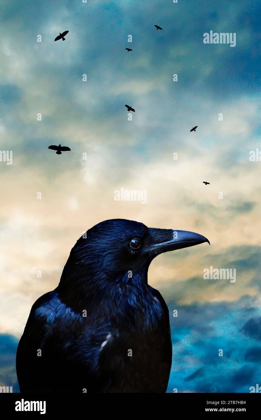 Flock of ravens Banque de photographies et d’images à haute résolution ...