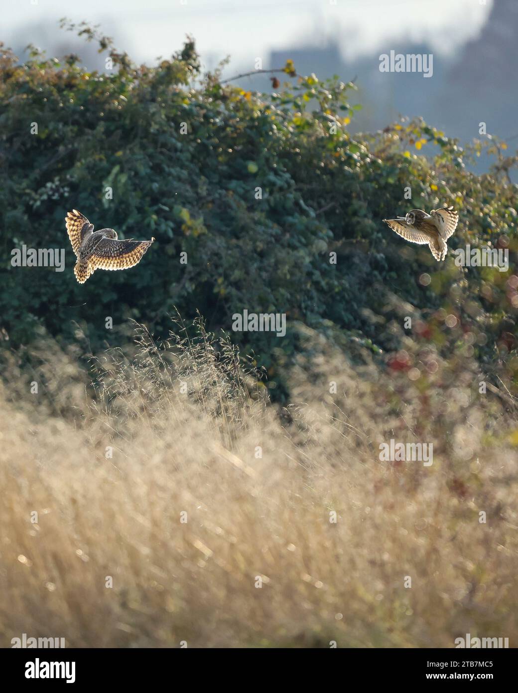 Les hiboux face off STAINES MOOR, ANGLETERRE des images BOURRÉES D ...
