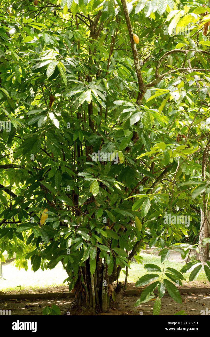 Cacao ou cacaoyer (Theobroma cacao) est un arbre à feuilles ...