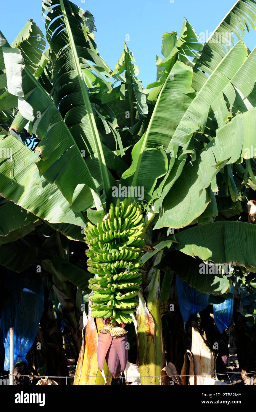 La banane (Musa x paradisiaca) est une plante hybride entre Musa ...