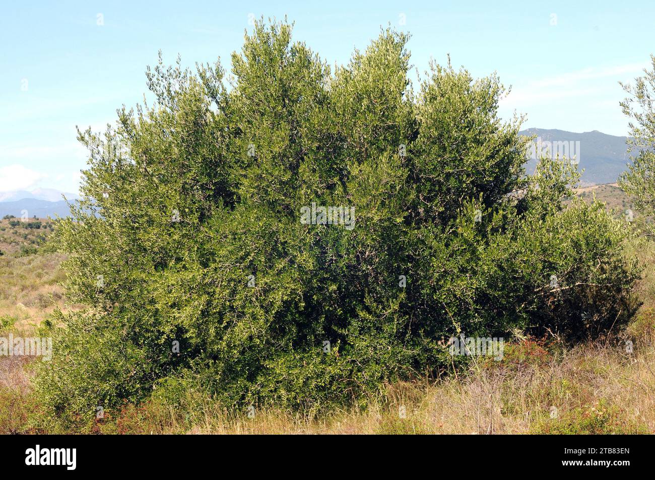 L'olivier sauvage (Olea europaea sylvestris ou olea europaea oleaster ...