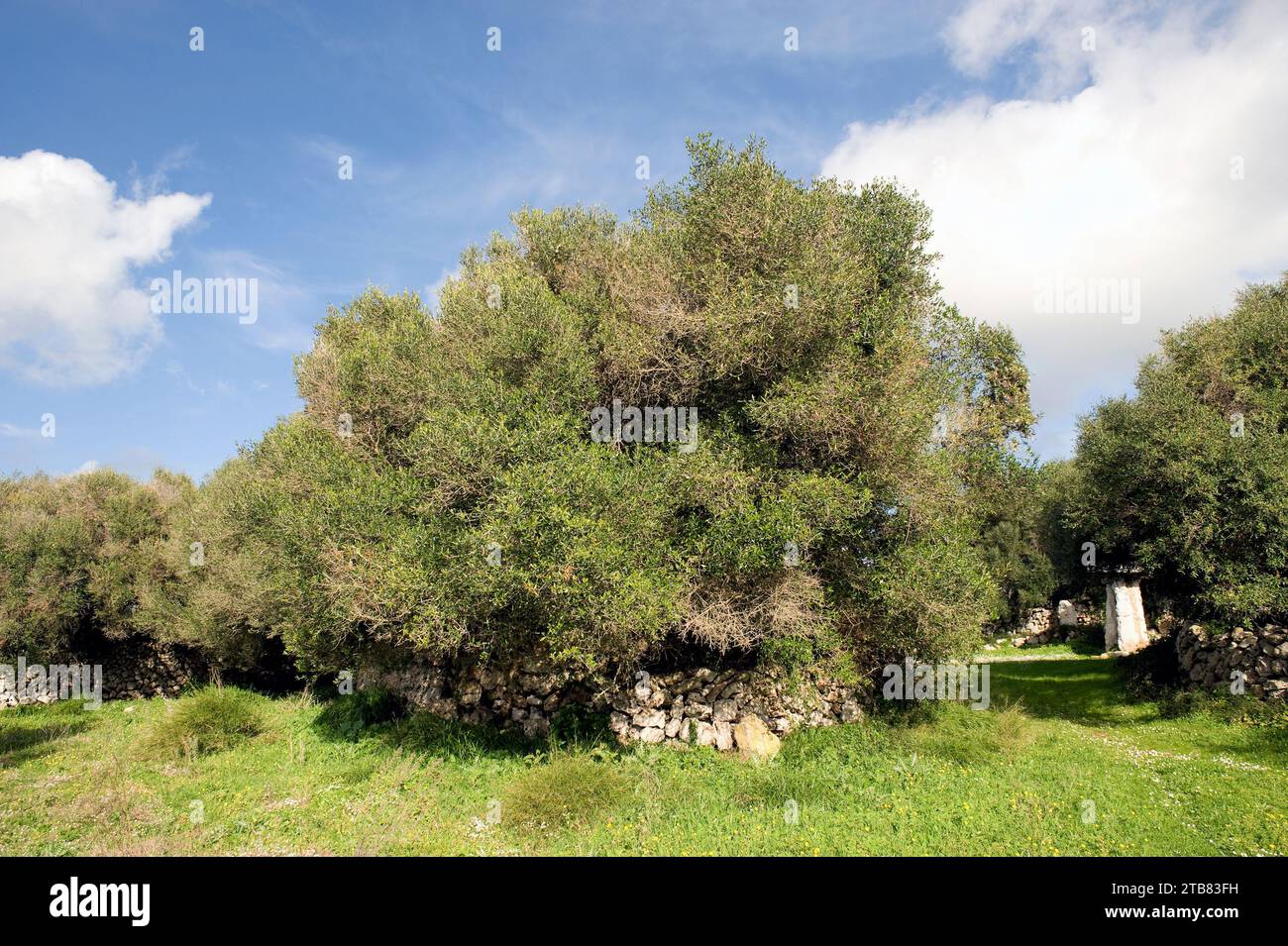 L'olivier sauvage (Olea europaea sylvestris ou olea europaea oleaster ...