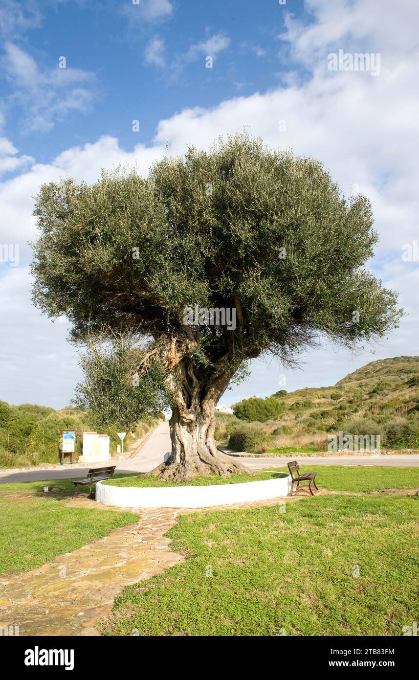 L'olivier sauvage (Olea europaea sylvestris ou olea europaea oleaster ...