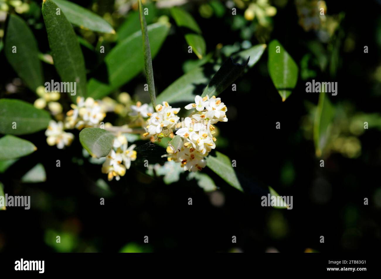 L'olivier sauvage (Olea europaea sylvestris ou olea europaea oleaster ...
