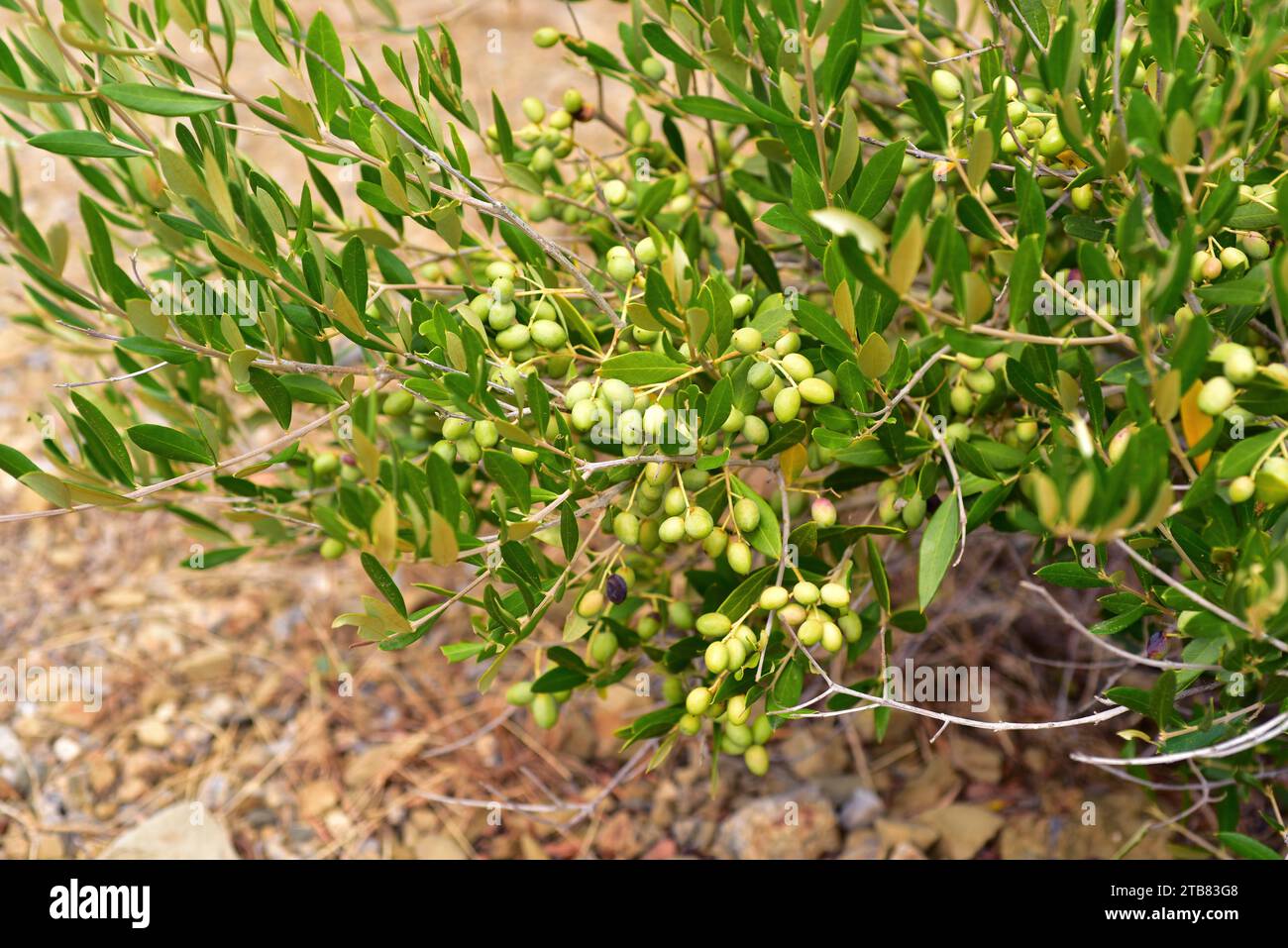 L'olive sauvage (Olea europaea sylvestris ou Olea europaea oleaster ...