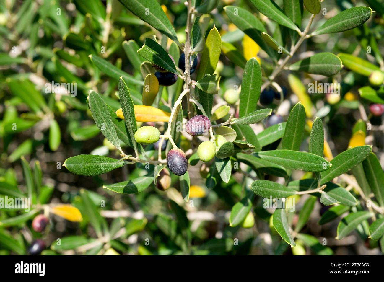 L'olive sauvage (Olea europaea sylvestris ou Olea europaea oleaster ...