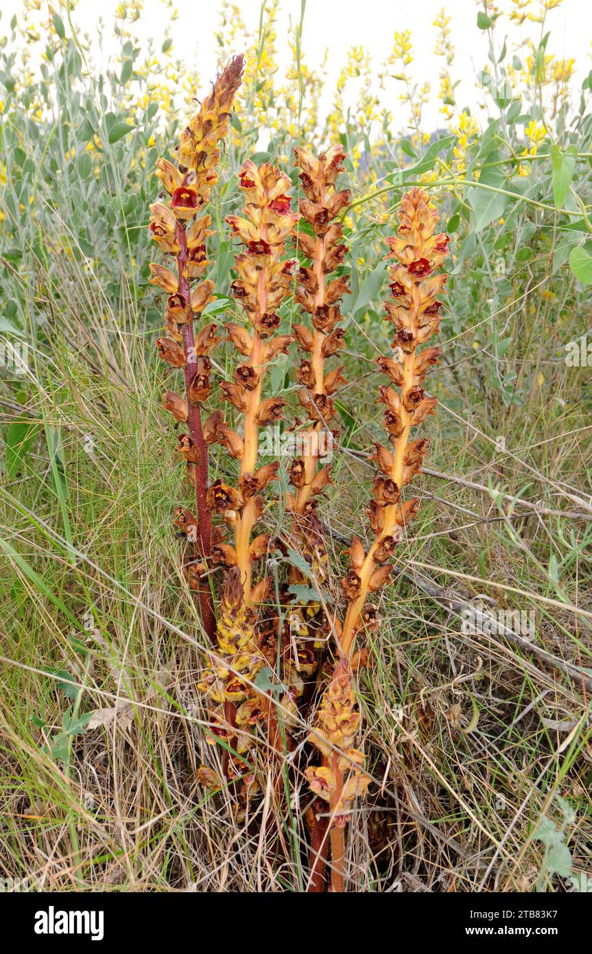 Plante parasite originaire d'europe Banque de photographies et d’images ...