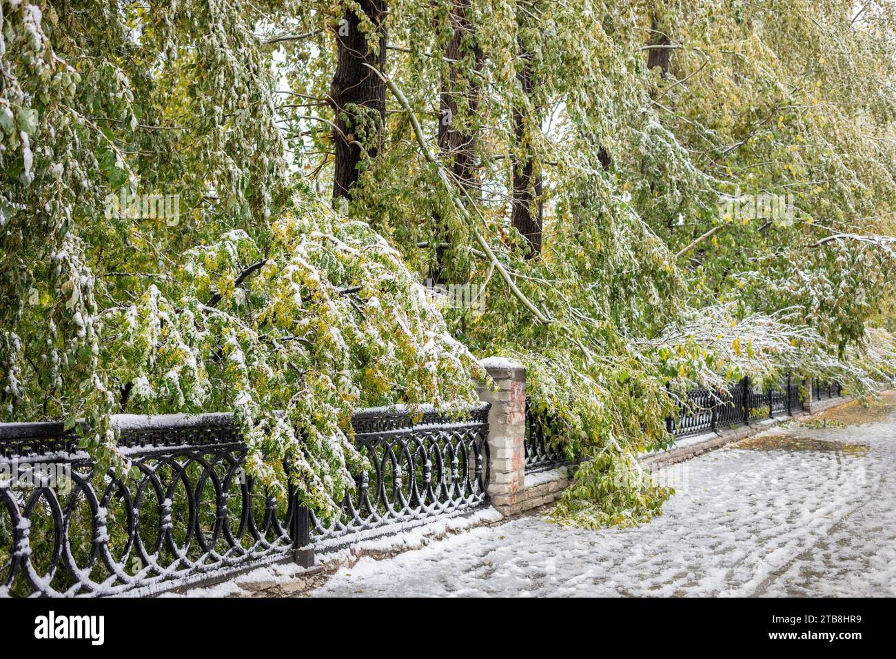 Arbres d'automne couverts et brisés par la première neige humide ...