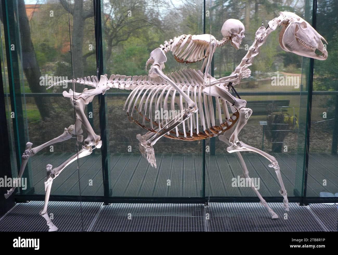 Historia natural de la especie humana Banque de photographies et d ...