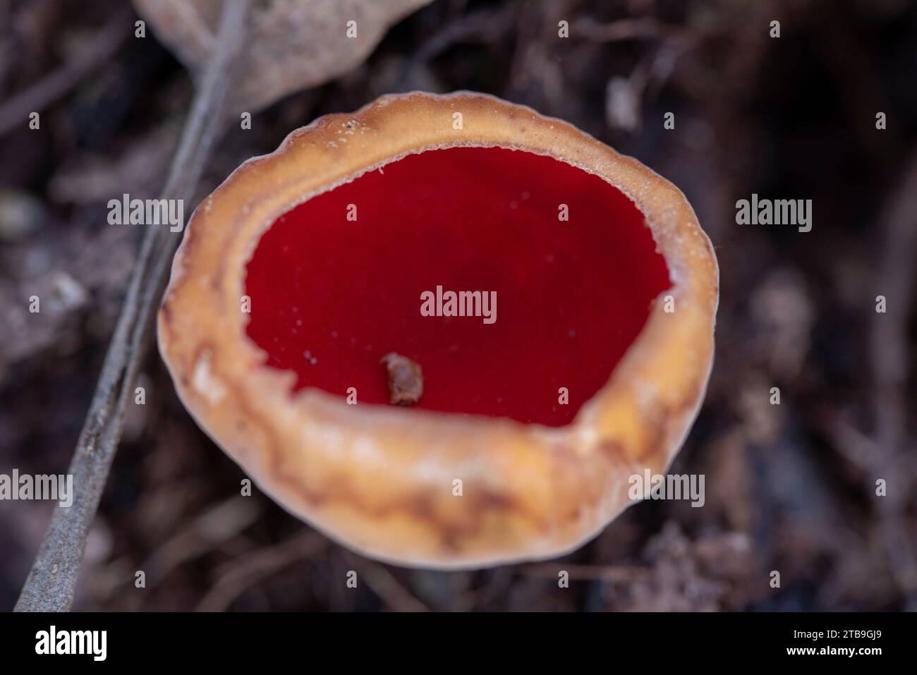 Sarcoscypha austriaca - un champignon saprobique rare non comestible ...