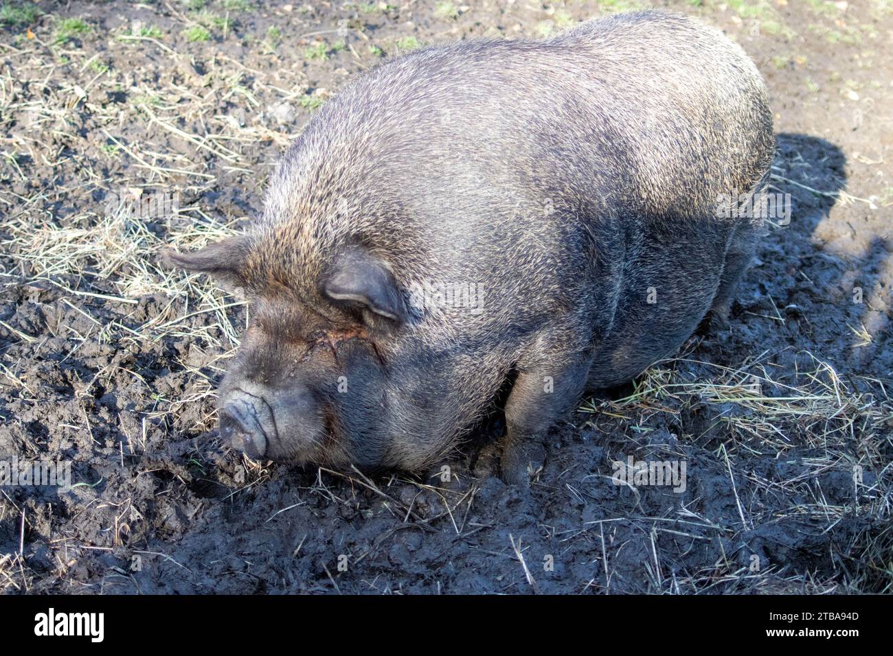 Mangalica pork Banque de photographies et d’images à haute résolution ...