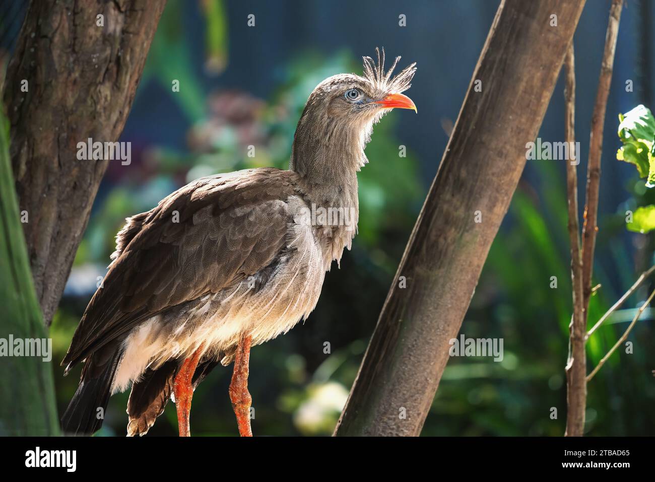 Oiseau pattes rouges Banque de photographies et d’images à haute ...