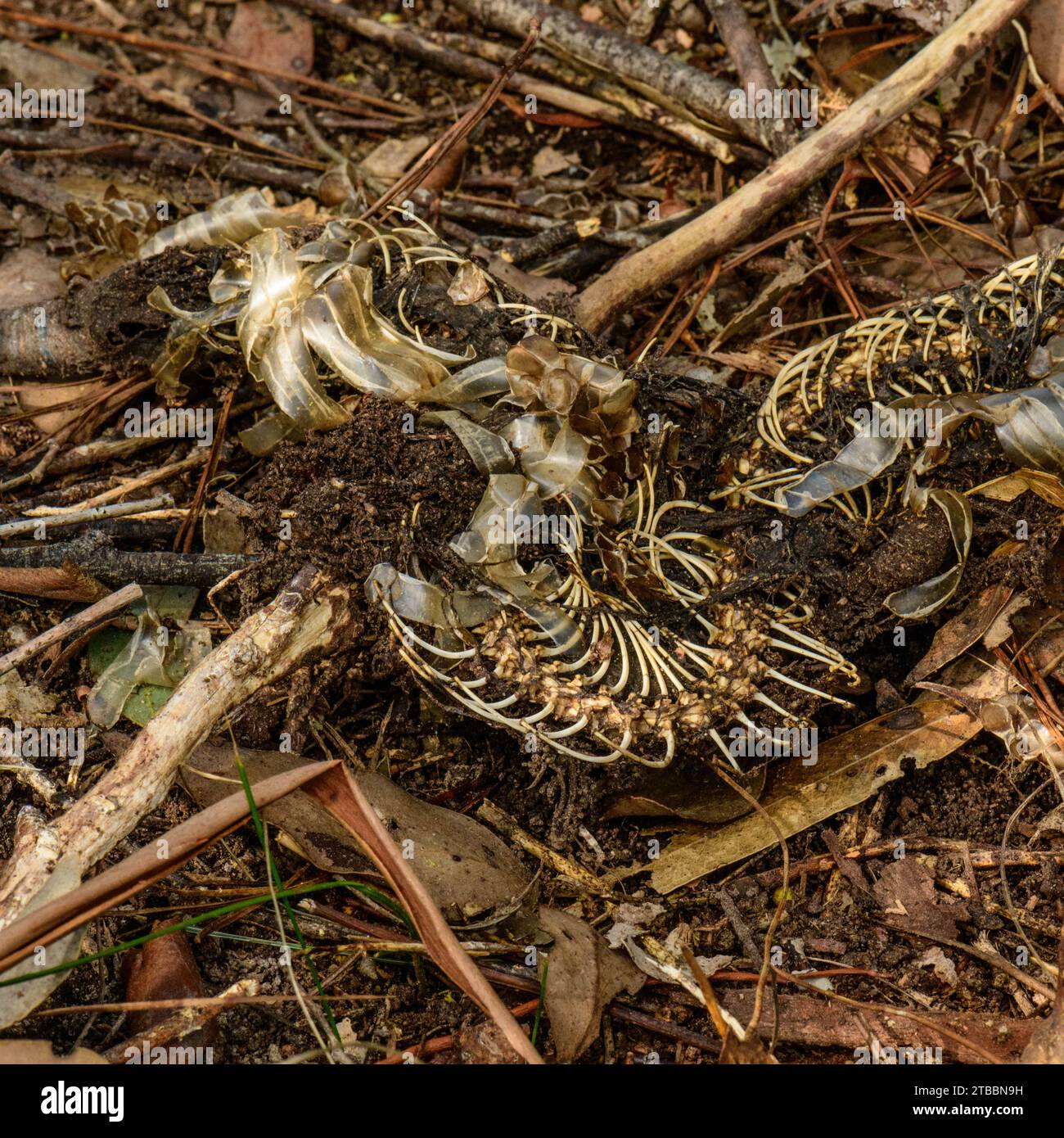 Anatomie de Dead Australian en décomposition 1.2m Venomouse Copperhead ...