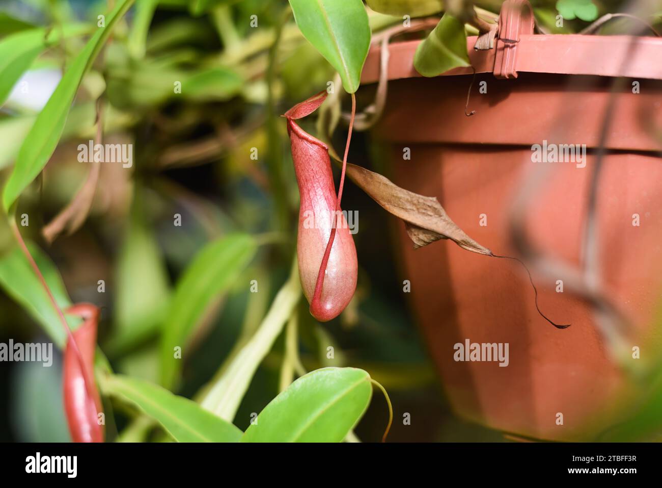 Nepenthes alata blanco Banque de photographies et d’images à haute ...