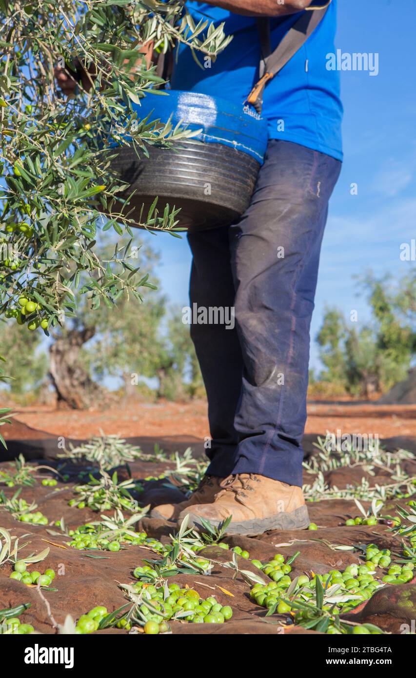 Filet de collecte des olives. Scène de saison de récolte des olives de ...