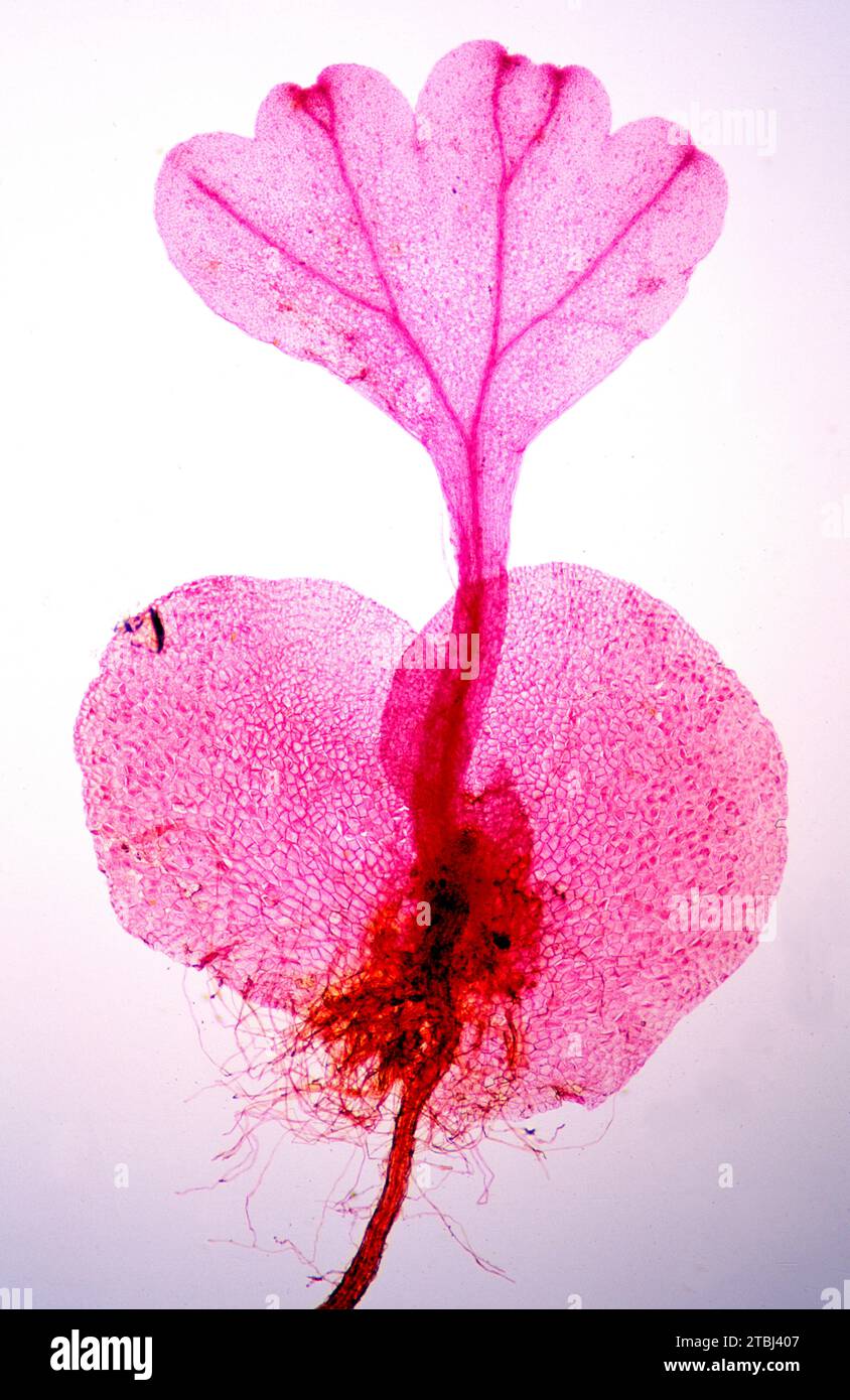 Sporophyte microscope Banque de photographies et d’images à haute ...