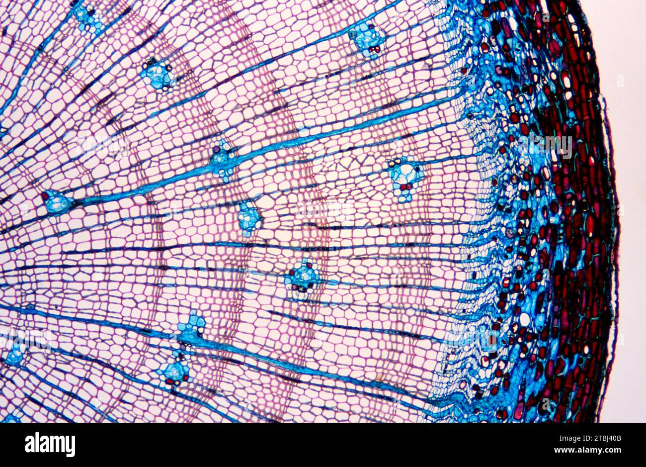 Resin canal Banque de photographies et d’images à haute résolution - Alamy