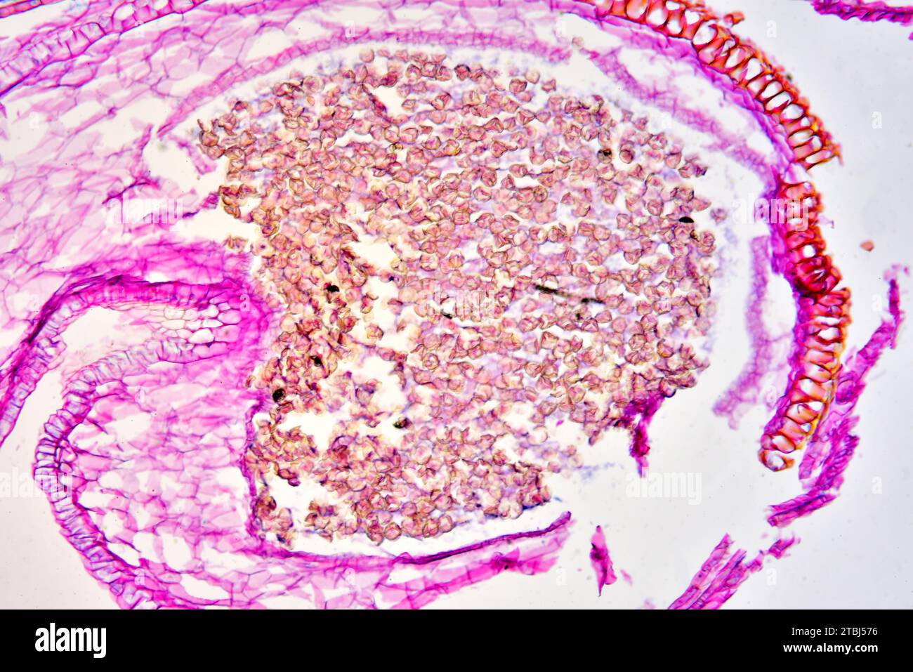 Sporophyte microscope Banque de photographies et d’images à haute ...